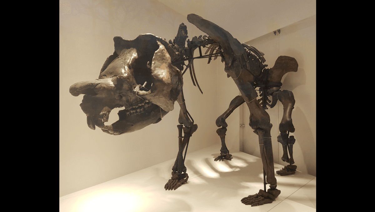 Where Are The Mega-Wombats? New Technique Uses Fossil Collagen To Track ...