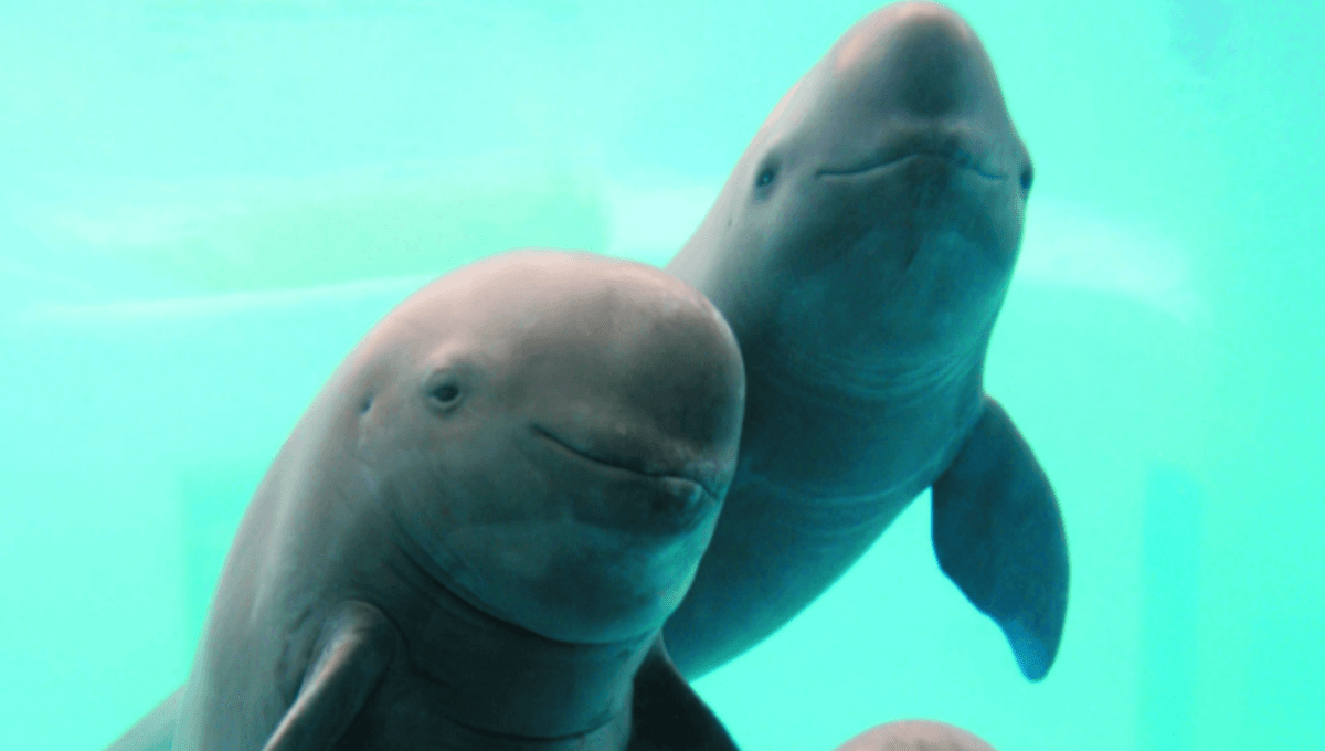 First Successful Rewilding Of The World's Only Freshwater Porpoise In ...