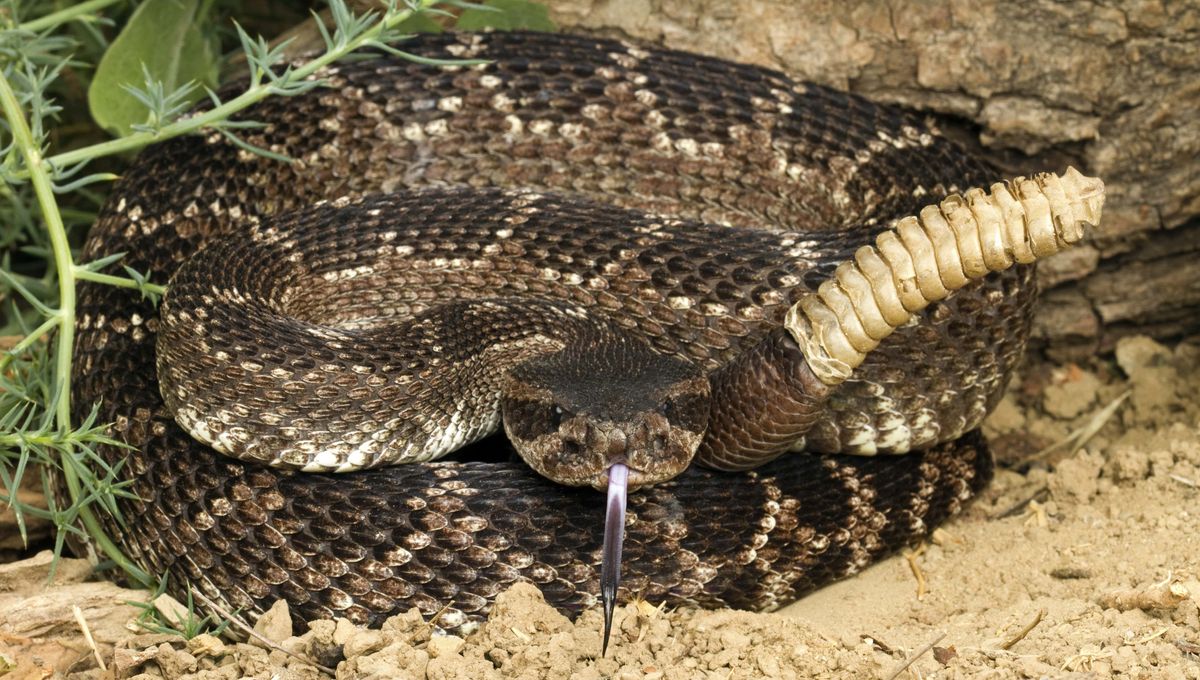 How Does A Rattlesnake Make Its Famous Rattle? | IFLScience