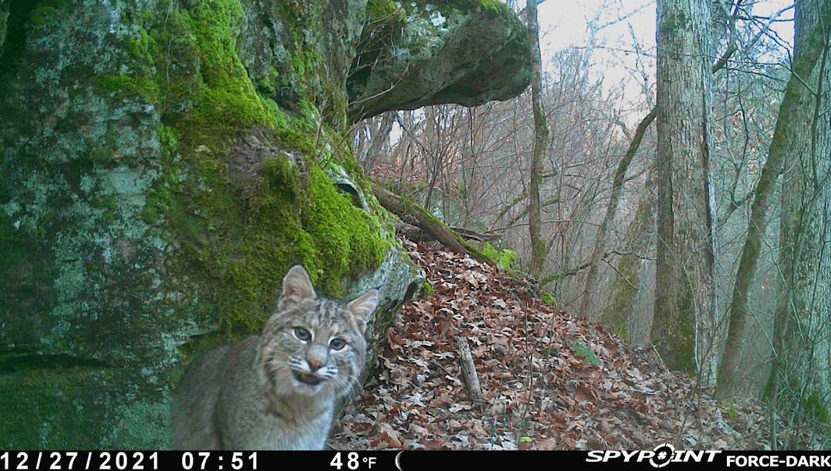 A Decapitated Python In Florida Everglades Suggests Bobcats Are ...