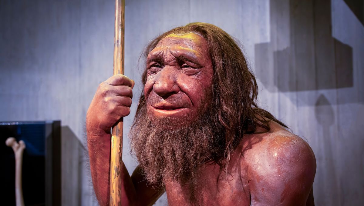 We Now Have A Better Idea Of The Average Lifespan For Neanderthals ...