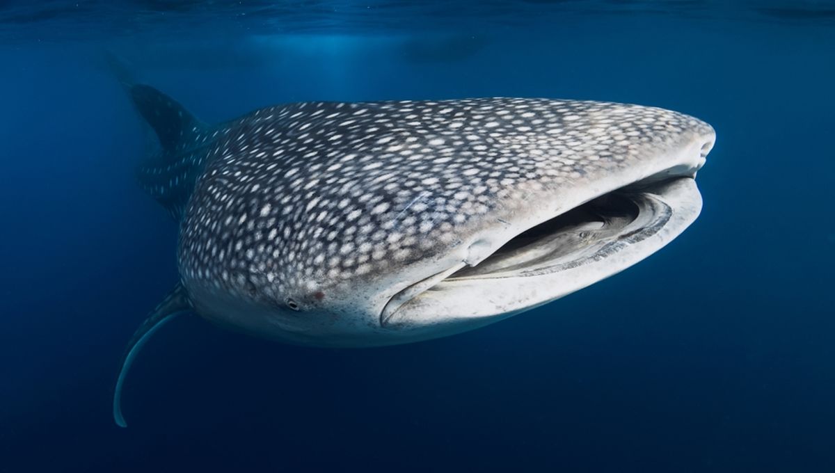 What Is The Ocean's Longest Fish? | IFLScience