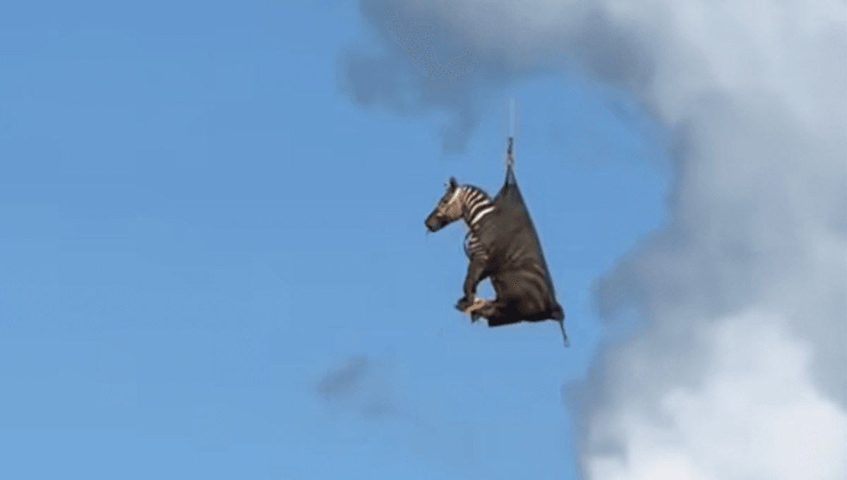 Ed The Zebra's Escape Escapade Ends With Undignified Helicopter Flight ...