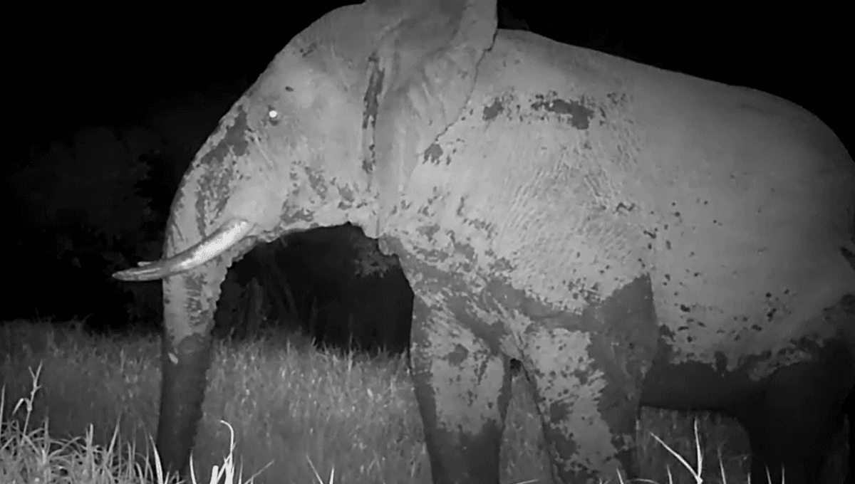 “Ghost Elephant” Seen In Rare Footage, Marking The First Sighting In ...