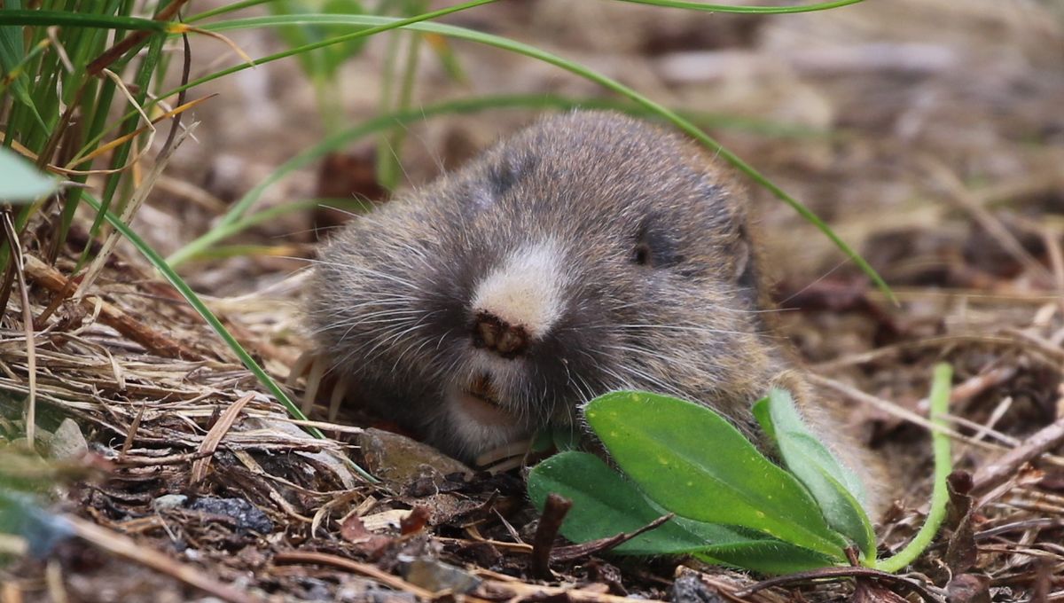 Scientists Dropped Gophers Onto Mount St Helens For 1 Day. 40 Years ...