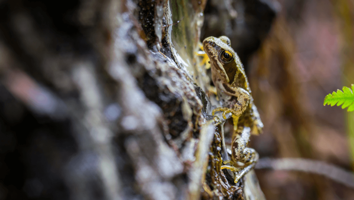How Do Wood Frogs Survive Freezing Solid In Winter When Other Animals Would Die? | IFLScience