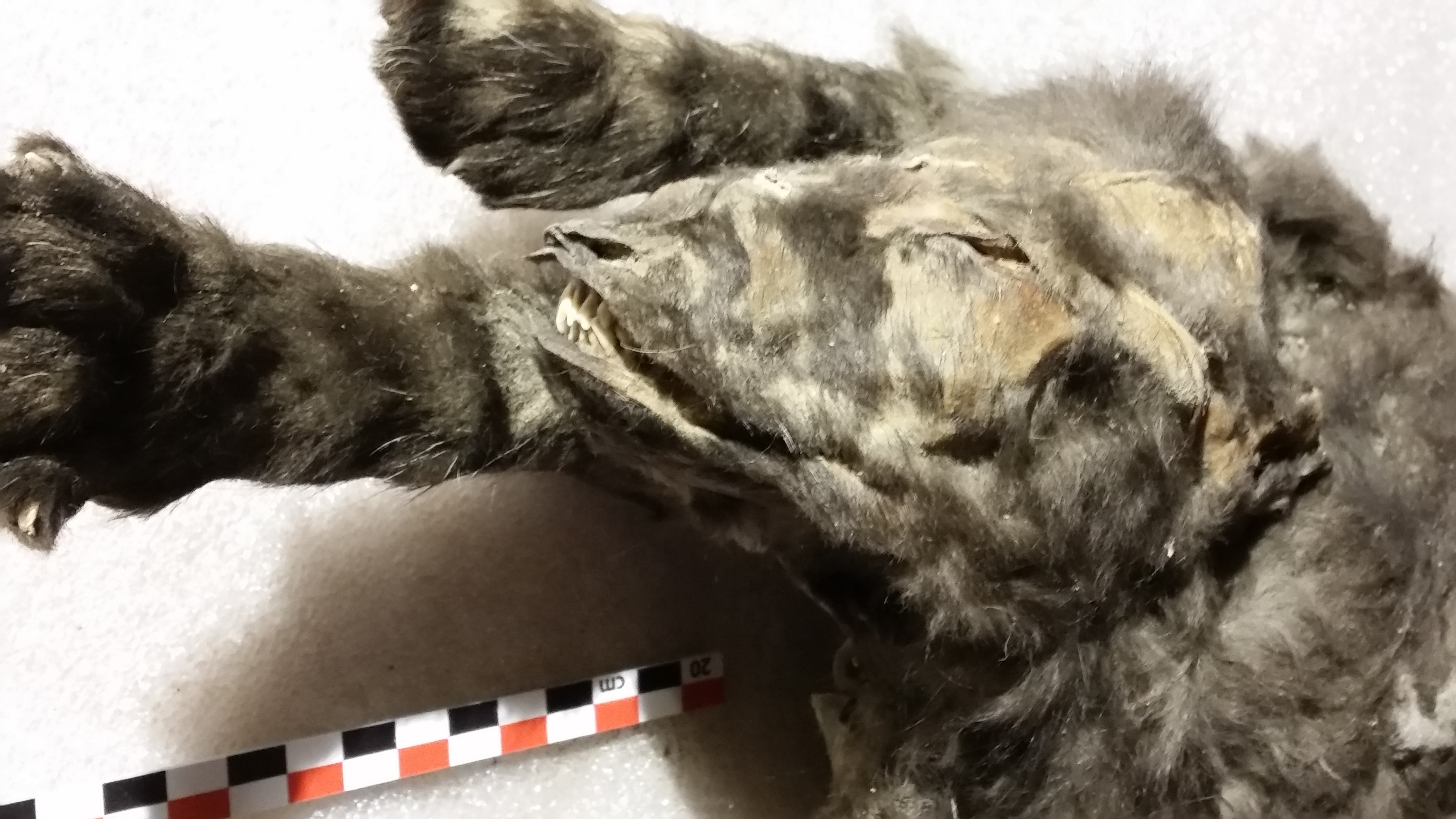 New Study Of Ice-Age Tumat Puppies Suggests They Were Wolves, Not Dogs ...