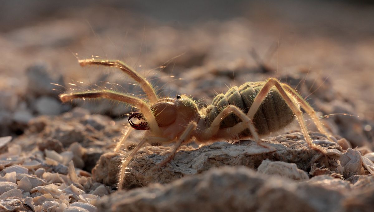 Fearsome Sun Spiders Can Run Fast And Are Vicious Predators | IFLScience