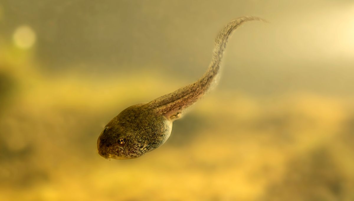 "Cyborg" Tadpoles First Step In Understanding Neurodevelopmental ...