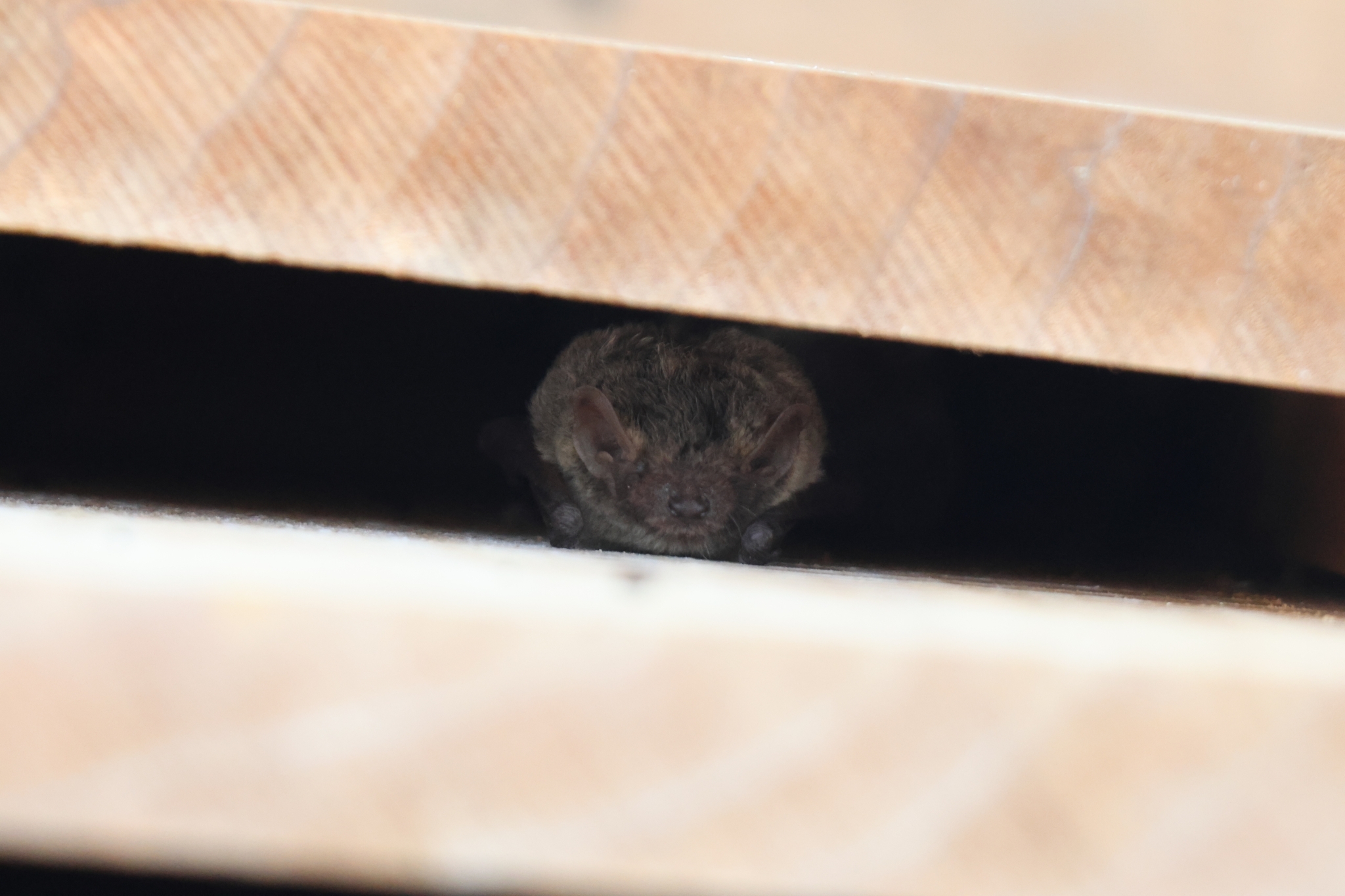 MERS-Like Coronaviruses May Be Just “A Small Step Away” From Jumping ...