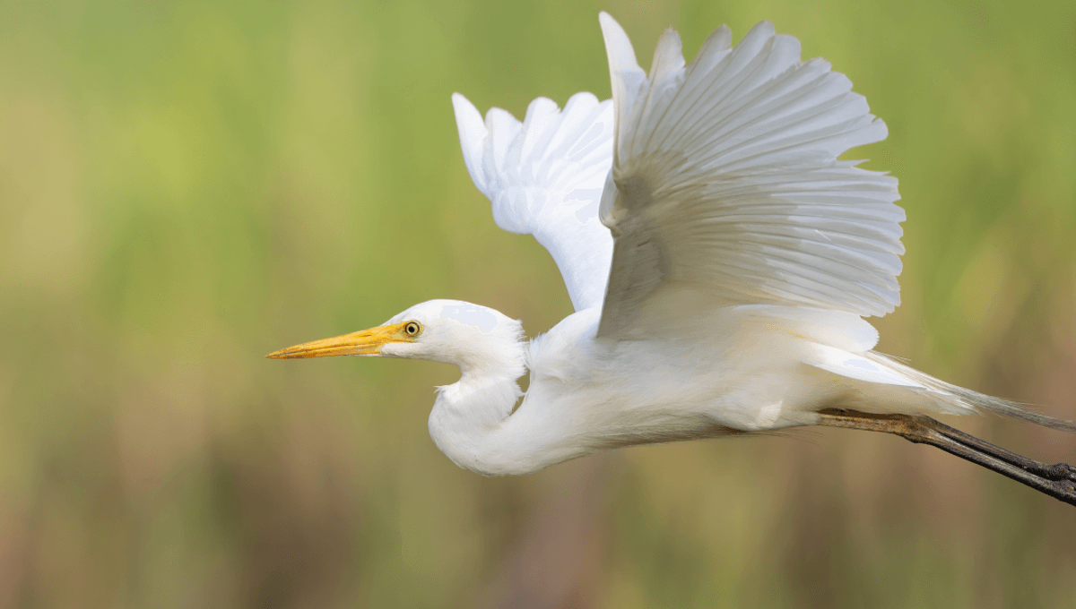 First-Of-Its-Kind GPS Data Shows An Egret Flew Non-Stop For 38 Hours ...