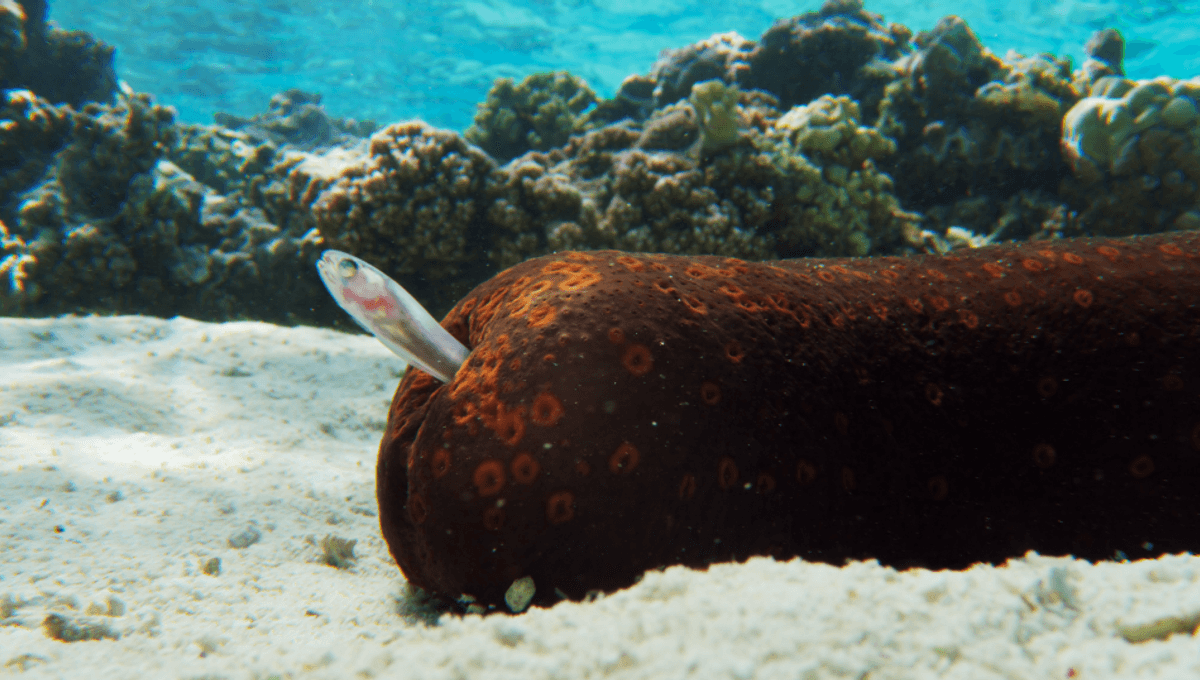 Pearlfish Seek Refuge Inside Sea Cucumbers’ Anus, And Can Reverse-Park ...