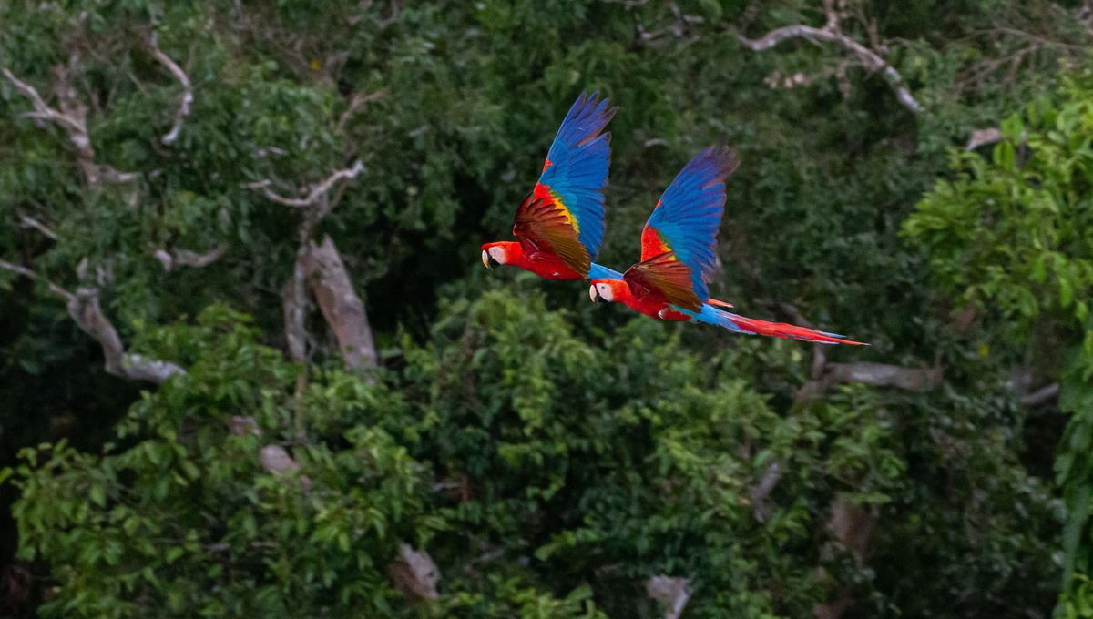 Pirahã: An Amazonian Language Without Numbers? | IFLScience