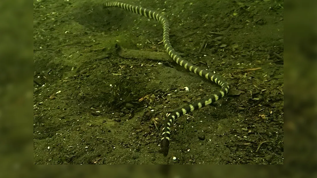 Sea Snake Philippines