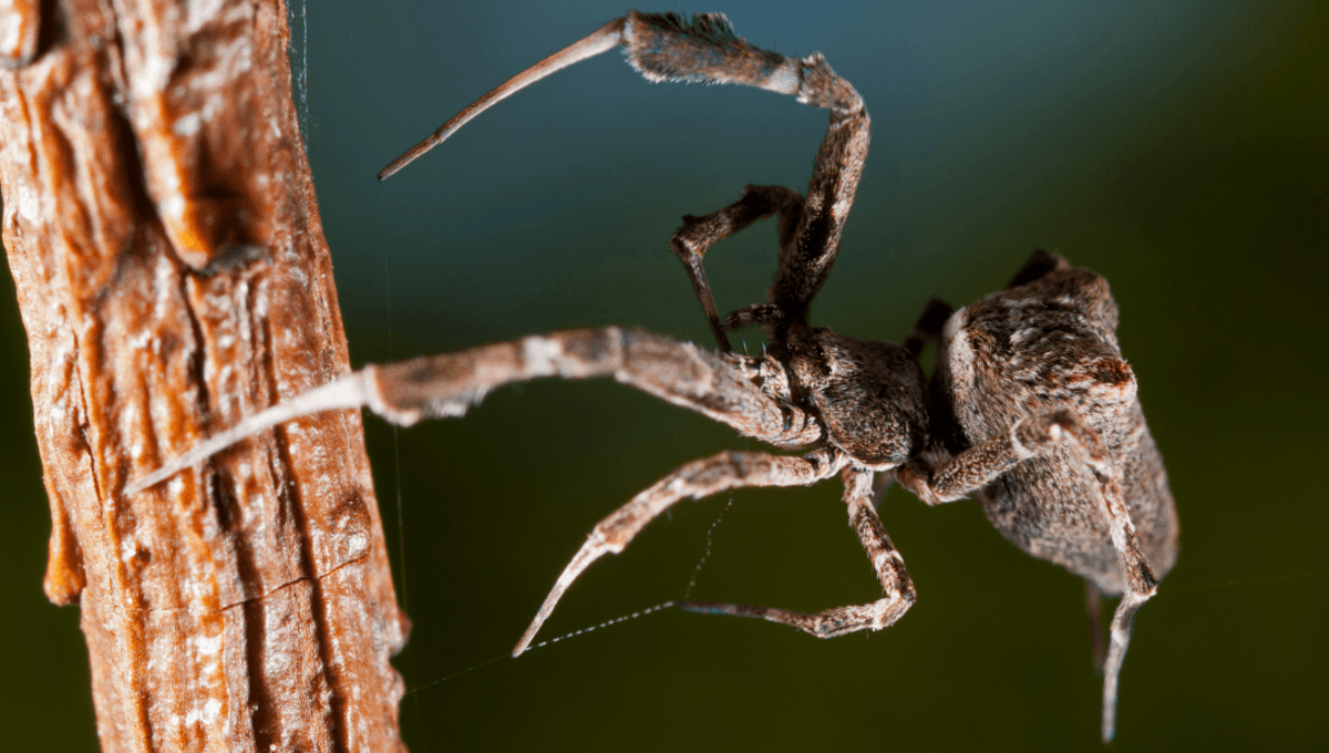 The Uloboridae Spiders Sick Up Toxic Goo To Kill Their Victims Instead ...