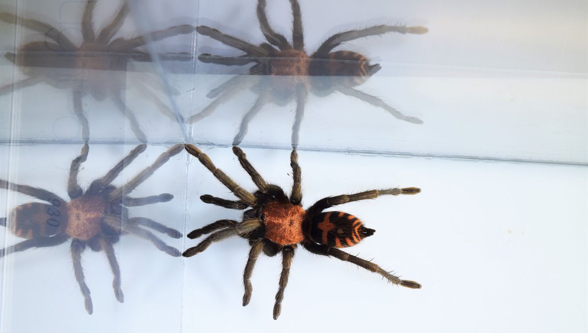 Do Tarantulas Have 8 Legs