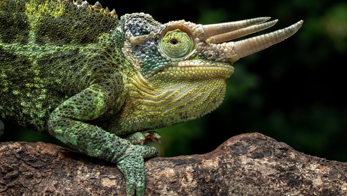 Thought Horns Were Just For Cows? Jackson's Three-Horned Chameleon ...