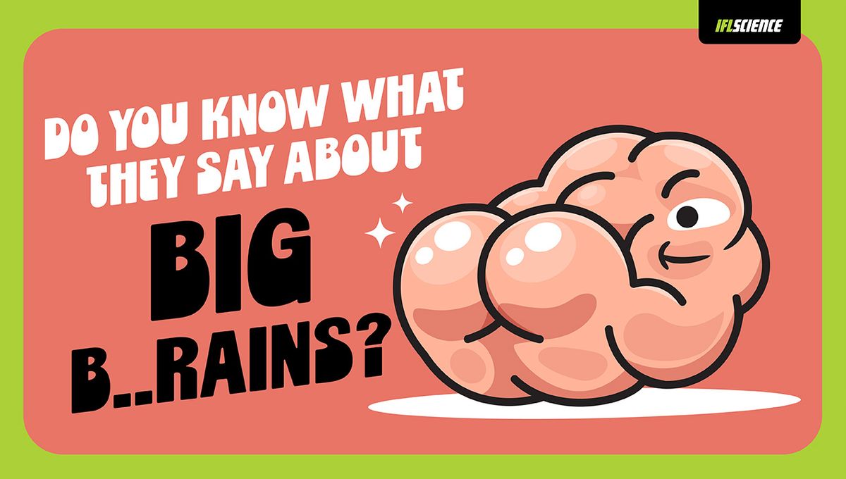 Which Animal Has The Largest Brain? | Video | IFLScience