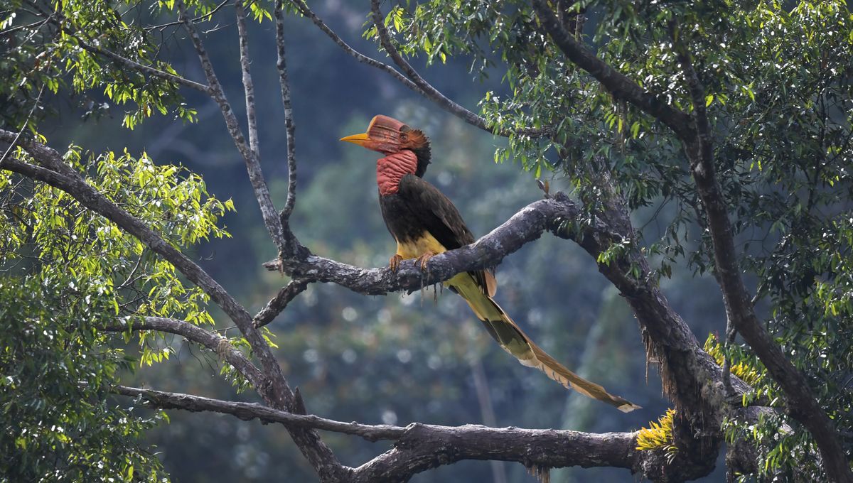 "Extinction Crisis": Over 500 Bird Species In Danger In Next Century ...