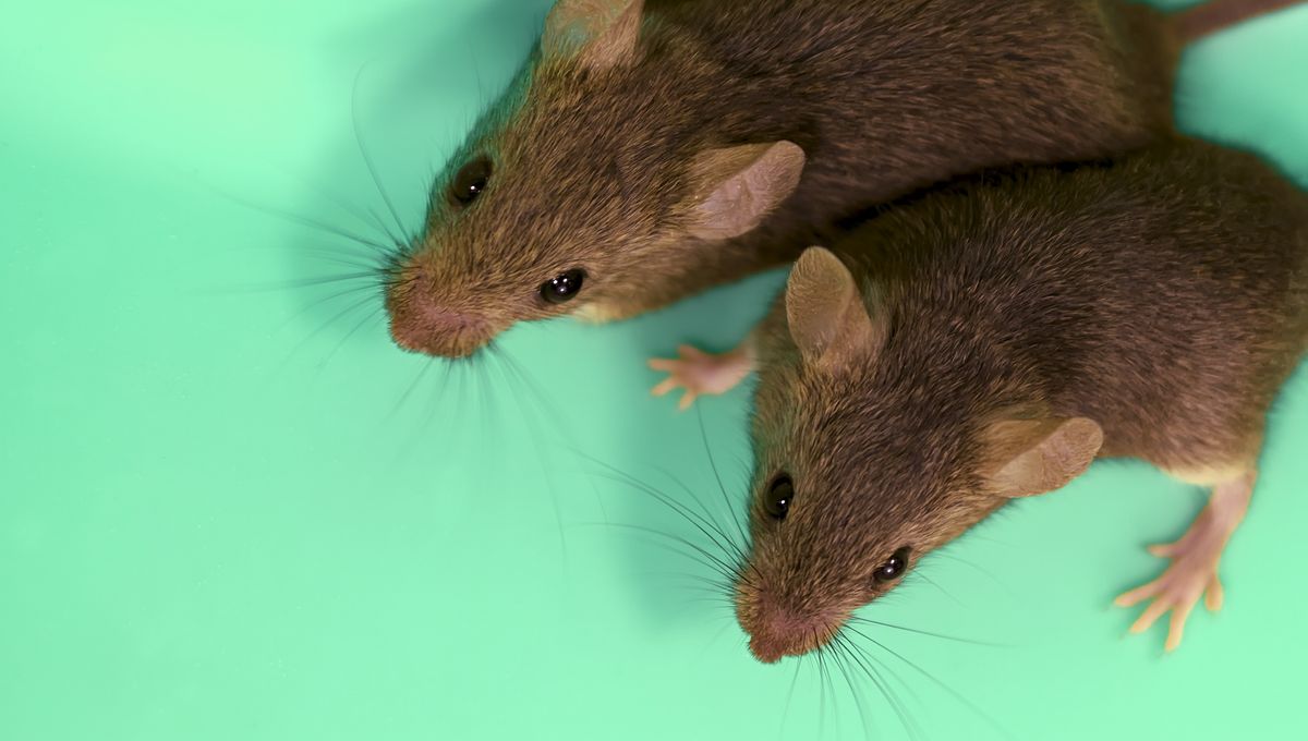 Scientists Create Fertile Mice With 2 Dads In World-First Epigenetic ...