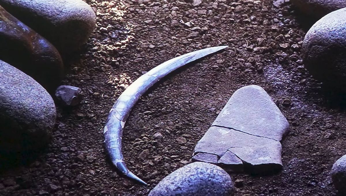 Unusual Mammoth Ivory Boomerang And Human Finger Dating Back 40,000 ...