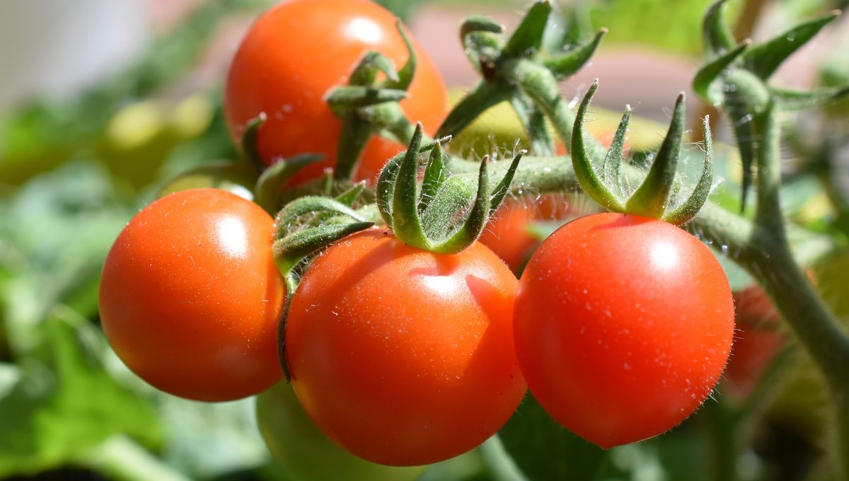 In Galápagos Tomatoes, Evolution Appears To Be Running Backwards | IFLScience