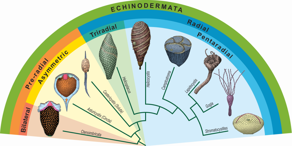 500-Million-Year-Old Fossil Reveals How The Starfish Went From Two ...