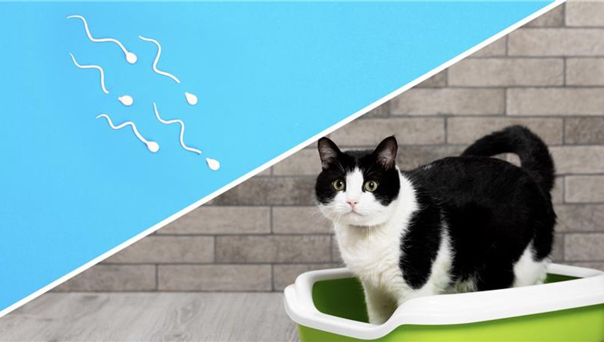 Toxoplasmosis: Is A Cat Poop Parasite Contributing To Rising Infertility By Decapitating Human ...