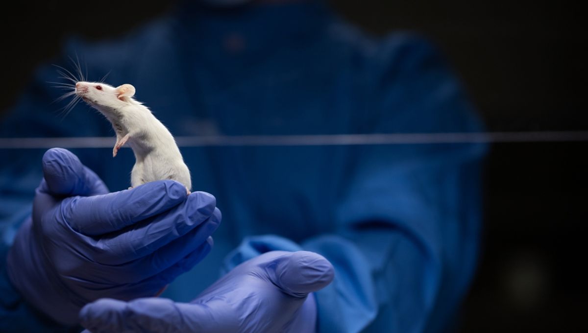 Scientists Put A Human "Language Gene" Into Mice And Curious Things ...