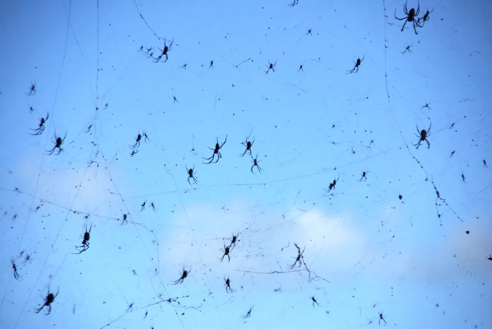 Raining Spiders