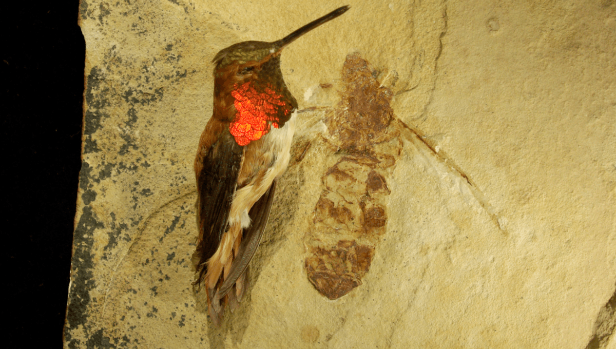 The Biggest Ant Ever To Walk The Earth Was Flying Through The Eocene ...