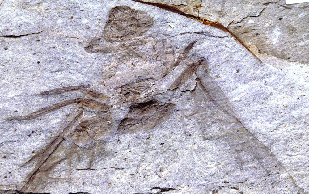 The Biggest Ant Ever To Walk The Earth Was Flying Through The Eocene ...