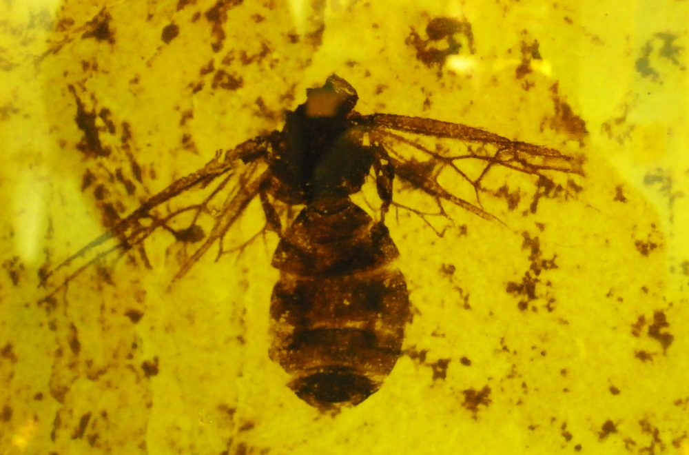 The Biggest Ant Ever To Walk The Earth Was Flying Through The Eocene ...