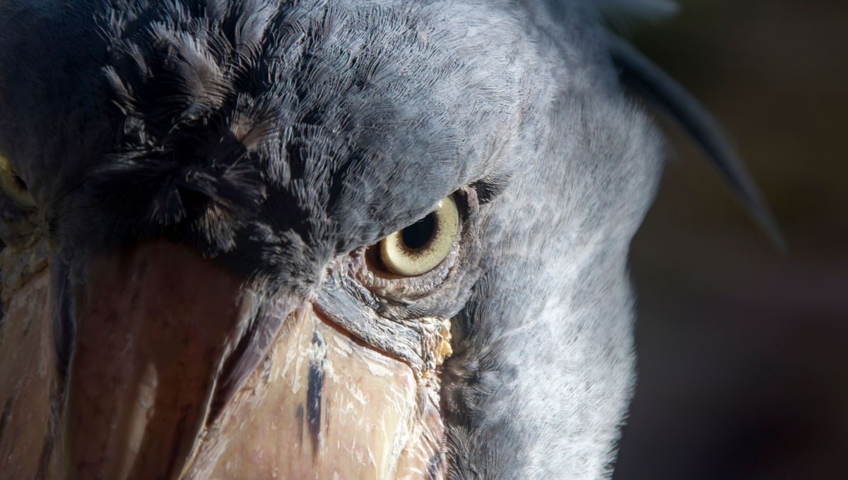The Shoebill Is A Bird So Bizarre That Some People Don't Even Believe ...