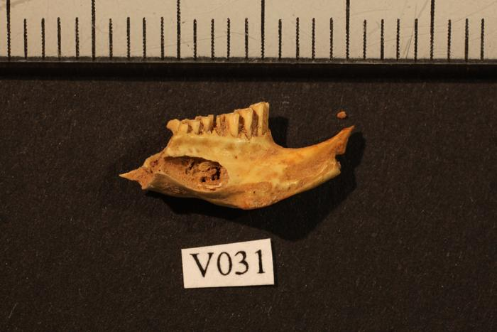 Scientists Surprised To Find This Is One Of The Most Recently Evolved ...