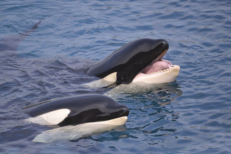 Orcas Briefly Had A Fashion Of Wearing A Dead Salmon As A Hat | IFLScience