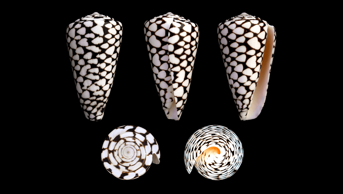 TikToker Survives Handling Extremely Venomous Cone Snail On Japanese ...