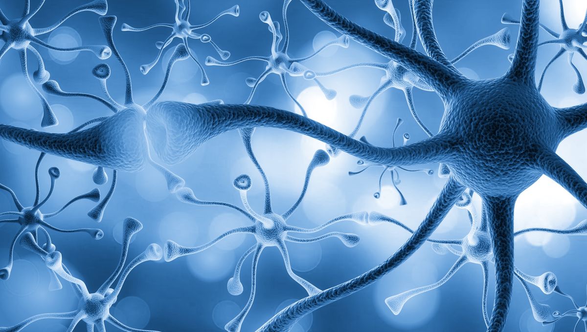 Neurogenesis Confirmed: Adult Brains Really Do Make New Hippocampal ...