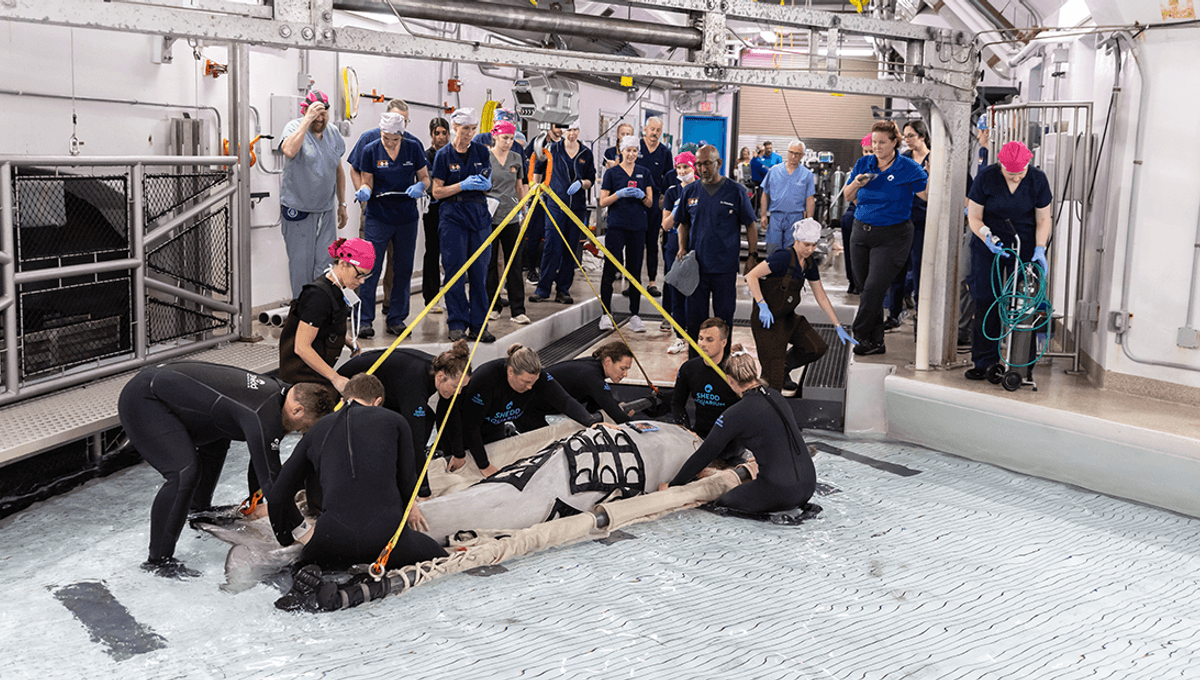 Kimalu The Beluga Whale Undergoes Pioneering Surgery And Becomes First ...