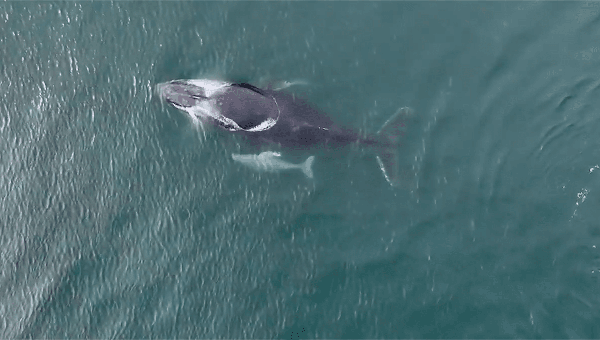 Rare White Humpback Whale Calf Filmed By Drone Off Australia's East ...