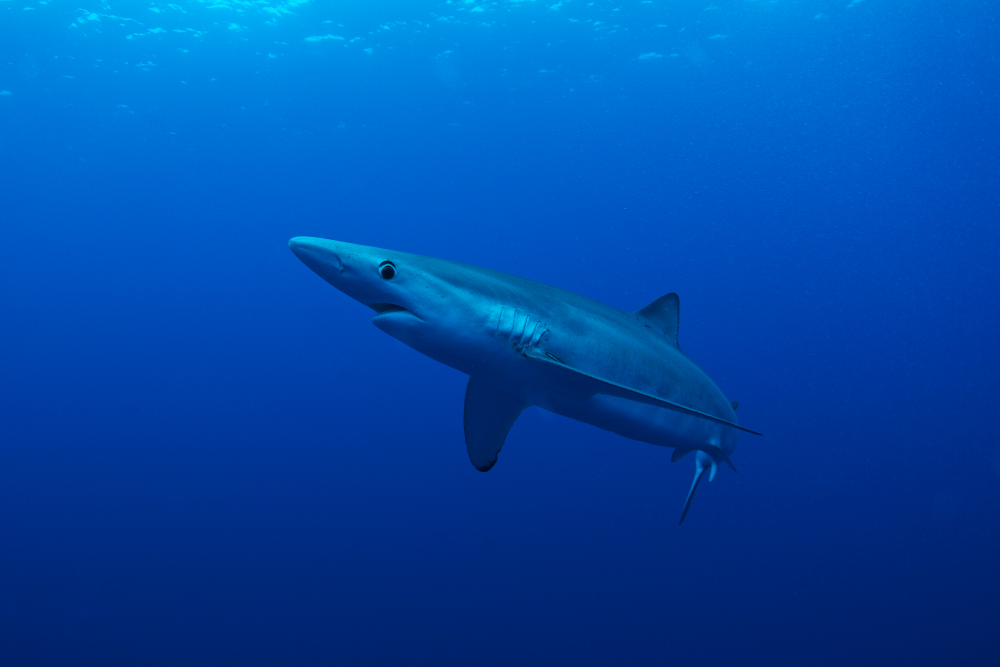 Blue Sharks’ Bizarre Dermal Denticles Make It Possible For Them To Turn ...