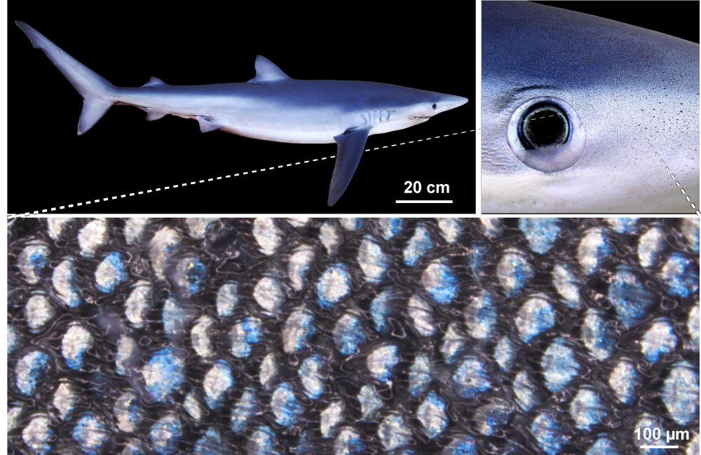 Blue Sharks’ Bizarre Dermal Denticles Make It Possible For Them To Turn ...