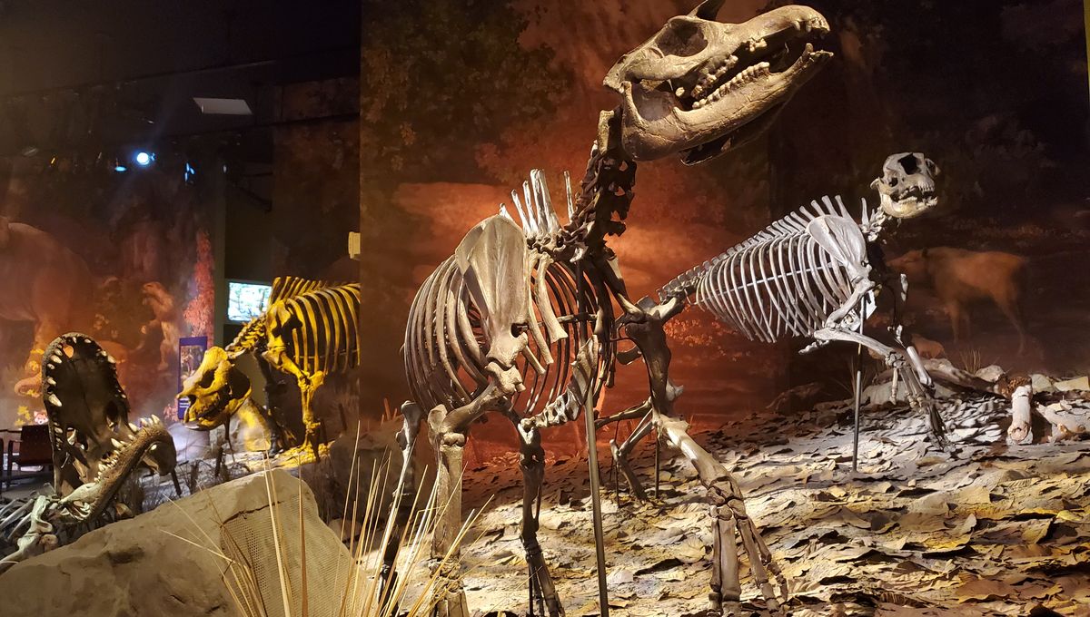 Gray Fossil Site: A 4.9 Million-Year-Old Ecosystem With Thousands Of ...