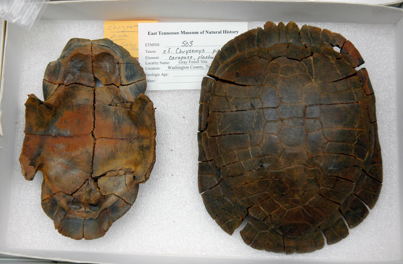 Gray Fossil Site: A 4.9 Million-Year-Old Ecosystem With Thousands Of ...