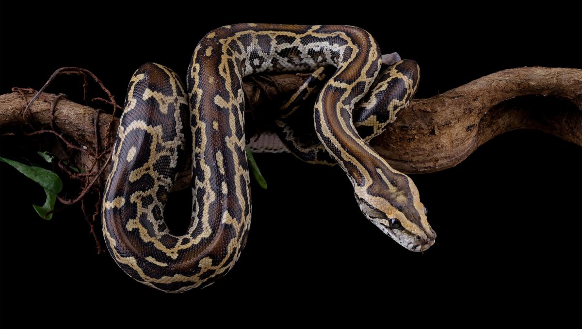 Burmese Pythons Have Special Bone-Digesting Cells, Helping Them Absorb ...