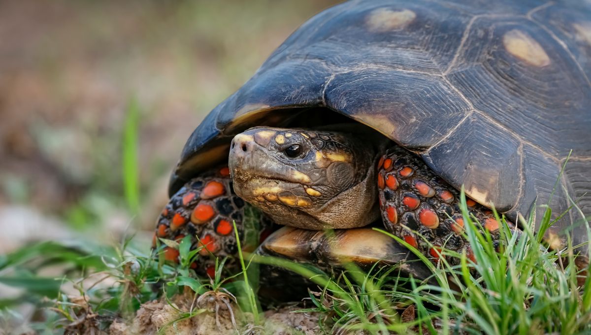 Tortoises Have Feelings Too, Or At Least Moods | IFLScience