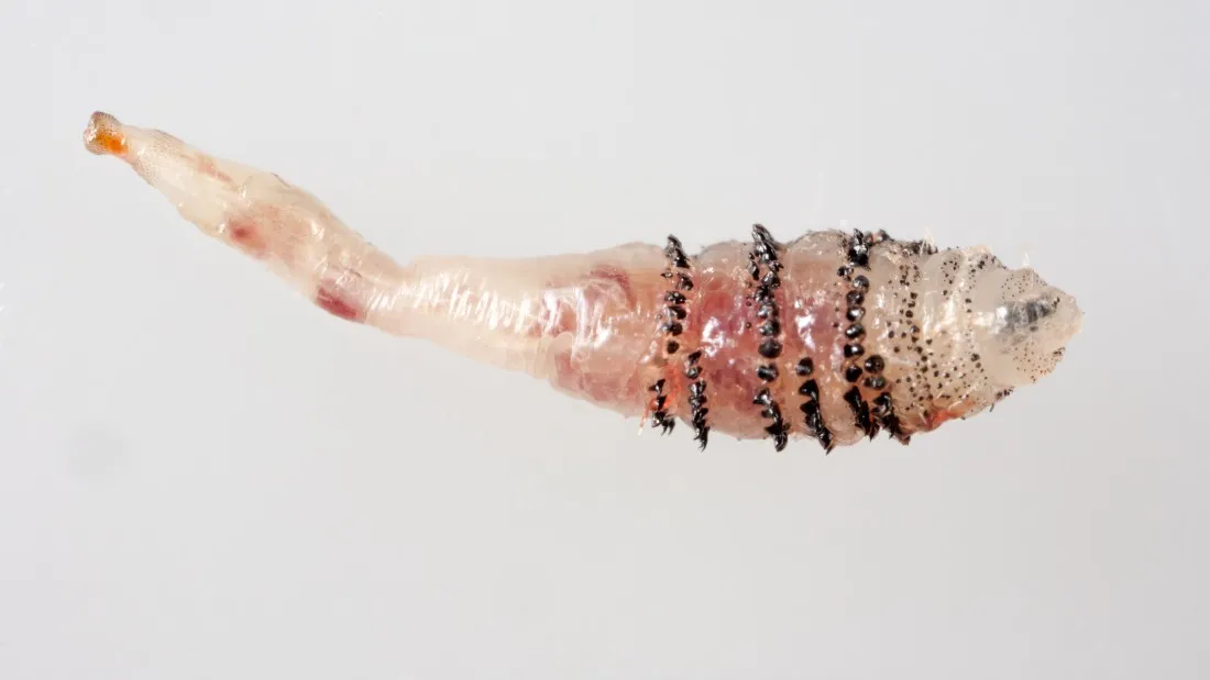 Human Bot Fly Life Cycle
