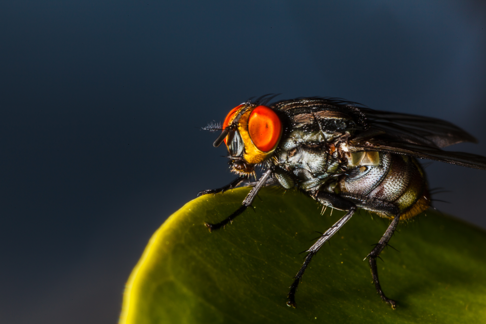 Human Botflies: The Parasitic Flies Whose Life Cycle Involves Crawling ...