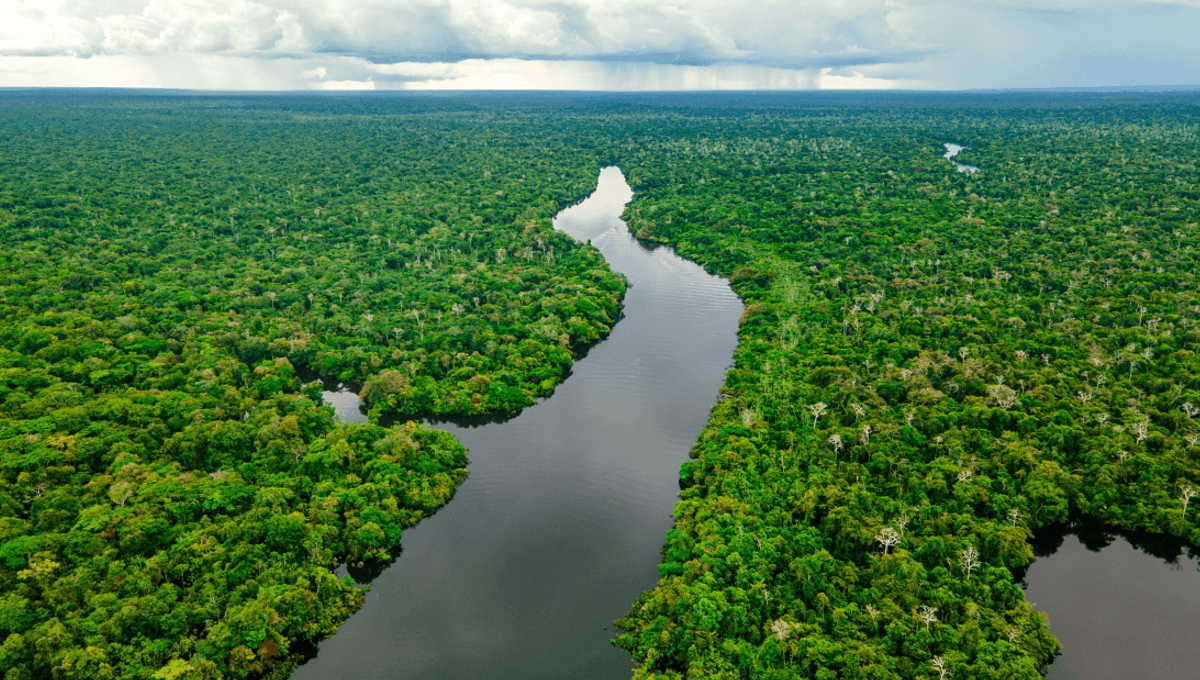 Flying Rivers: Some Of The Amazon Rainforest's Most Critical Rivers Are ...