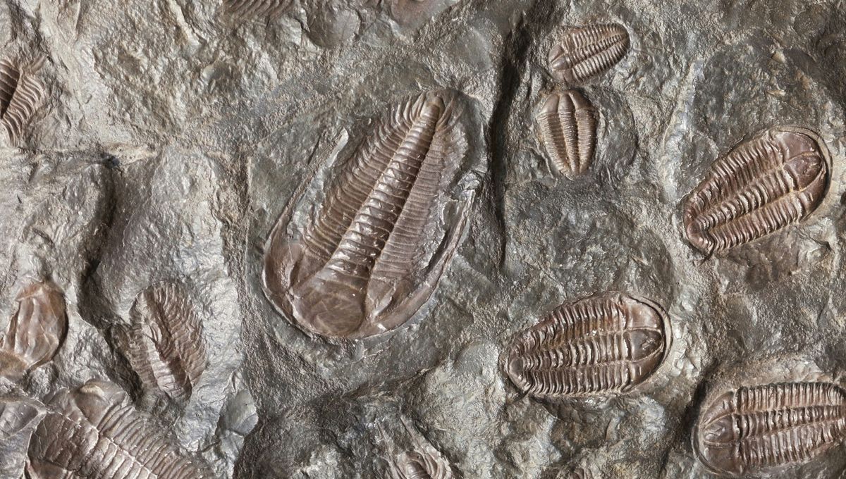 First Known Trilobite Fossil Collected By The Romans Was Used As ...